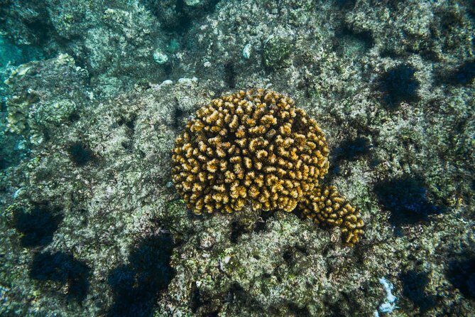 Los Cabos Snorkeling Tour to Chileno Bay and Santa Maria Cove - The Sum Up: An Authentic, Comfortable Snorkeling Experience