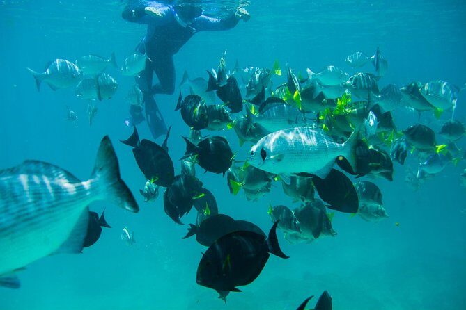 Los Cabos Snorkeling Tour to Chileno Bay and Santa Maria Cove - FAQ