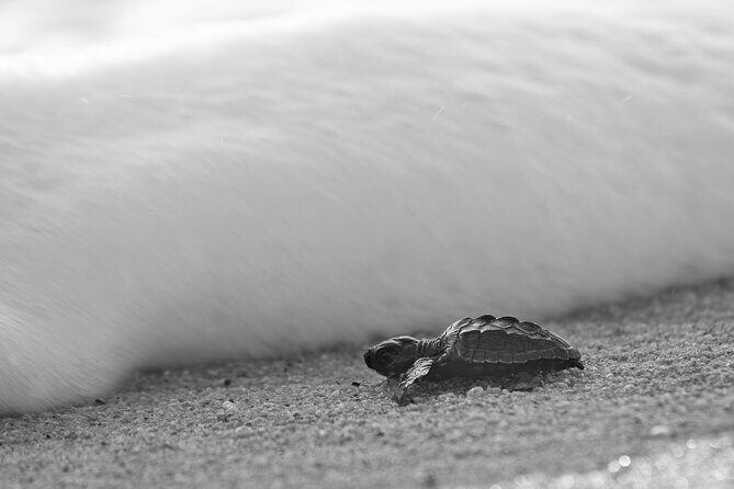 Los Cabos turtle release conservation program - In-Depth Look at the Tour