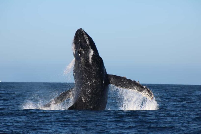 Los Cabos: Whale Watching and Safari - Key Points