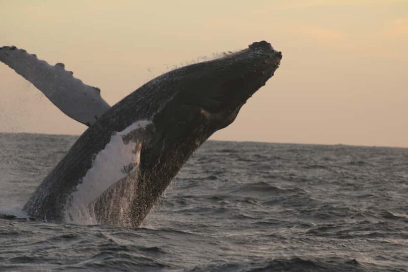 Los Cabos: Whale Watching and Safari - The Itinerary: What You Can Expect