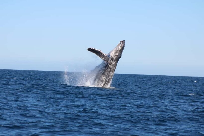 Los Cabos: Whale Watching and Safari - Practical Details and Value