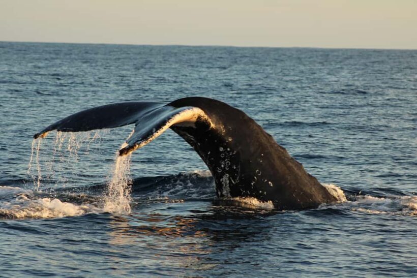 Los Cabos: Whale Watching and Safari - The Bottom Line: Who Should Consider This Tour?