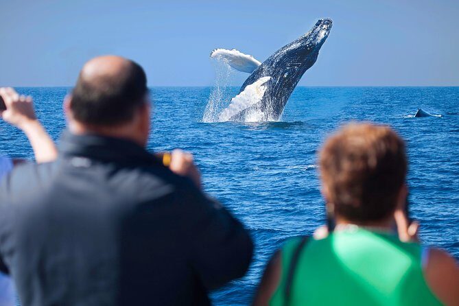 Los Cabos Whale Watching Cruise Including Breakfast - Setting Sail from Cabo San Lucas: What to Expect