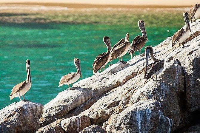 Los Cabos Whale Watching Cruise Including Breakfast - The Food & Beverage Experience