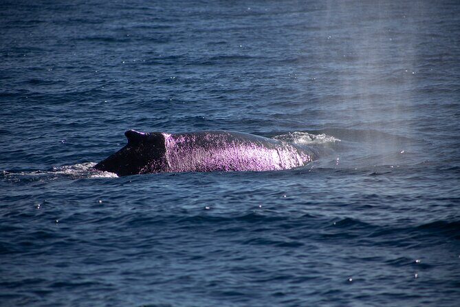 Los Cabos Whale Watching Cruise Including Breakfast - Addressing the Crowds & Logistics