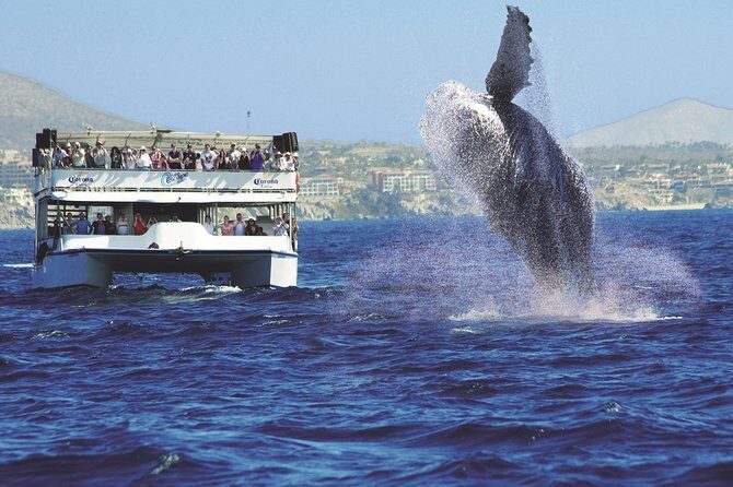 Los Cabos Whale Watching Cruise Including Breakfast - Who Will Love This Tour?