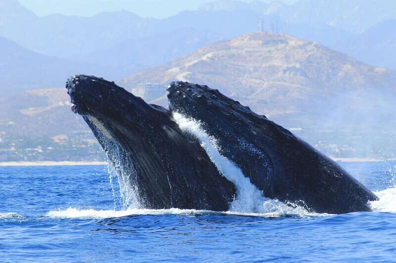 Los Cabos: Whale Watching (Transport and Pictures Included) - Key Points