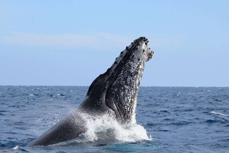 Los Cabos: Whale Watching (Transport and Pictures Included) - An Honest Look at the Tour Experience