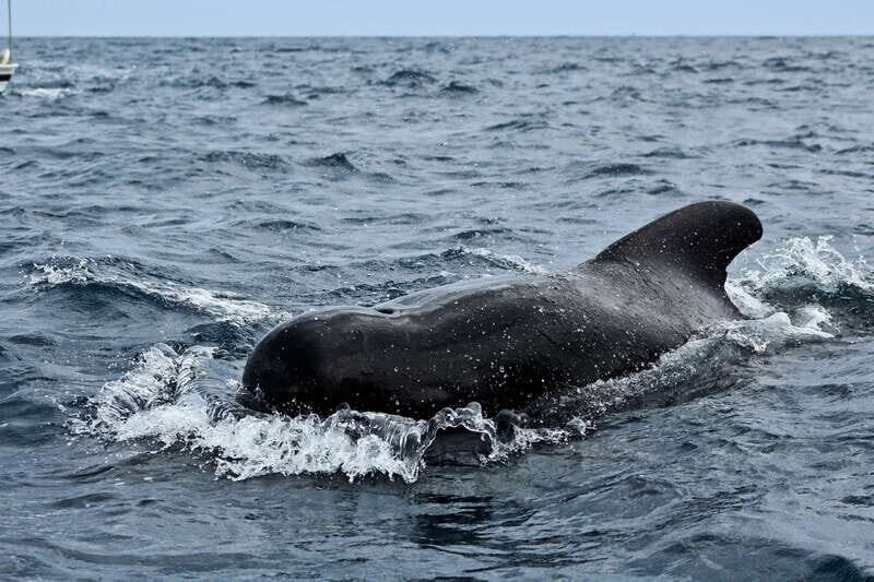 Los Cabos: Whale Watching (Transport and Pictures Included) - Frequently Asked Questions