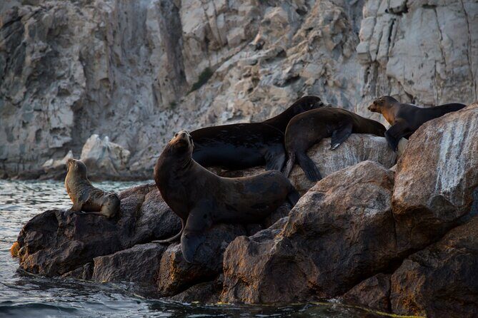 Los Cabos Whale Watching (Transportation and Pictures Included) - An In-Depth Look at the Whale Watching Tour in Los Cabos