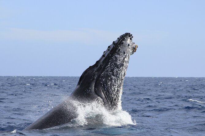 Los Cabos Whale Watching (Transportation and Pictures Included) - Final Thoughts