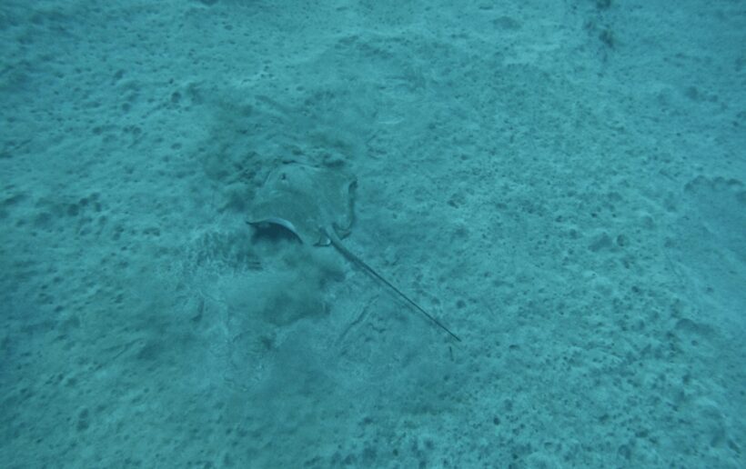 Los Cristianos: Basic Diver Course - Key Points