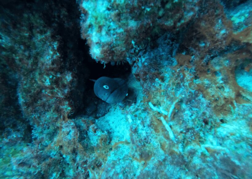 Los Cristianos: Basic Diver Course - An Authentic Look at the Los Cristianos Basic Diver Course