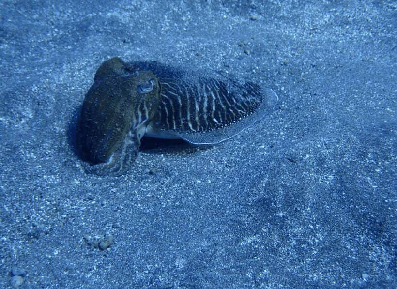 Los Cristianos: Basic Diver Course - Final Thoughts
