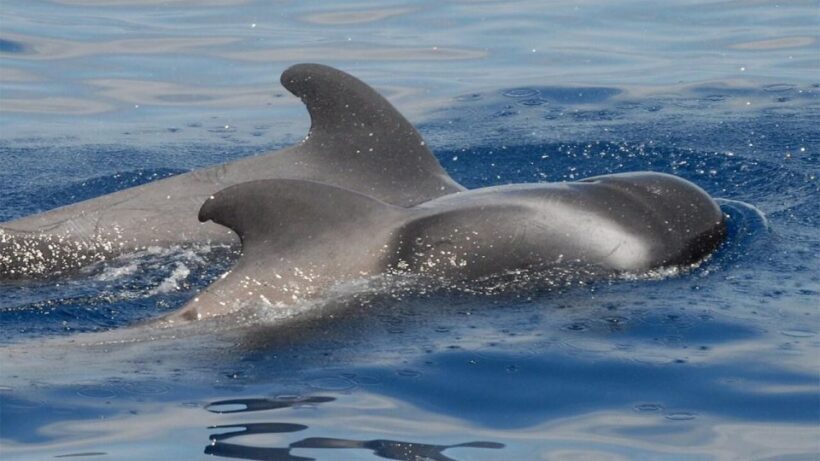 Los Cristianos: Eco-Yacht Whale Watching Cruise with Swim - Key Points