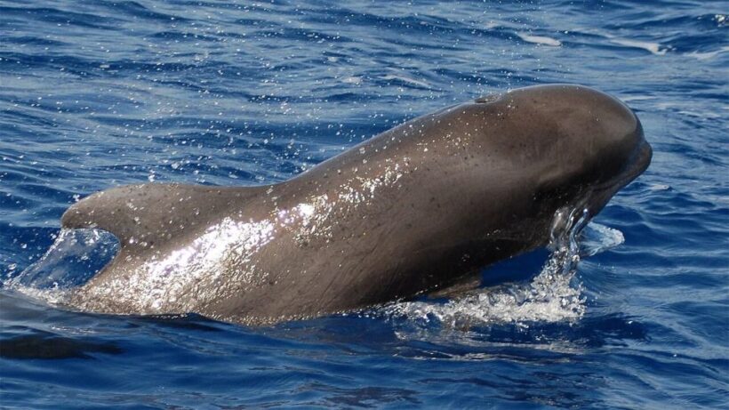 Los Cristianos: Eco-Yacht Whale Watching Cruise with Swim - What to Expect During the Trip
