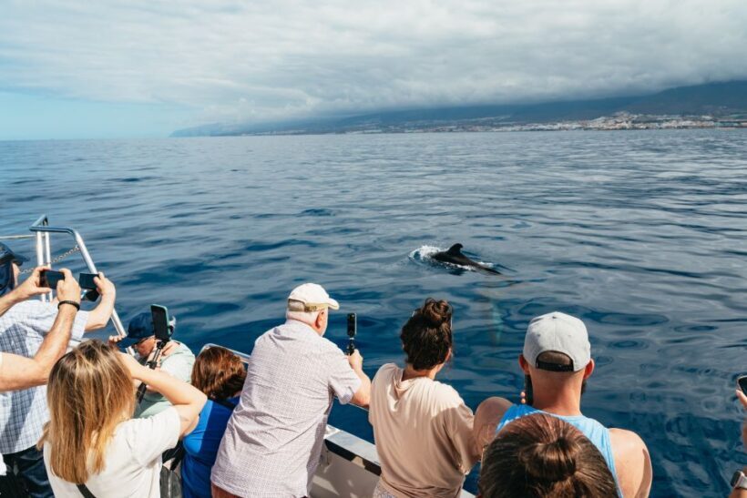 Los Cristianos: Eco-Yacht Whale Watching Cruise with Swim - A Deep Dive into the Itinerary