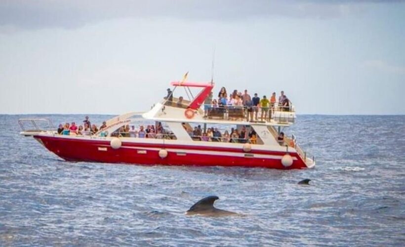 Los Cristianos: Eco-Yacht Whale Watching Cruise with Swim - Final Thoughts: Is It Worth It?