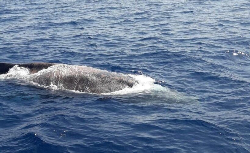 Los Cristianos: Eco-Yacht Whale Watching Cruise with Swim - FAQ