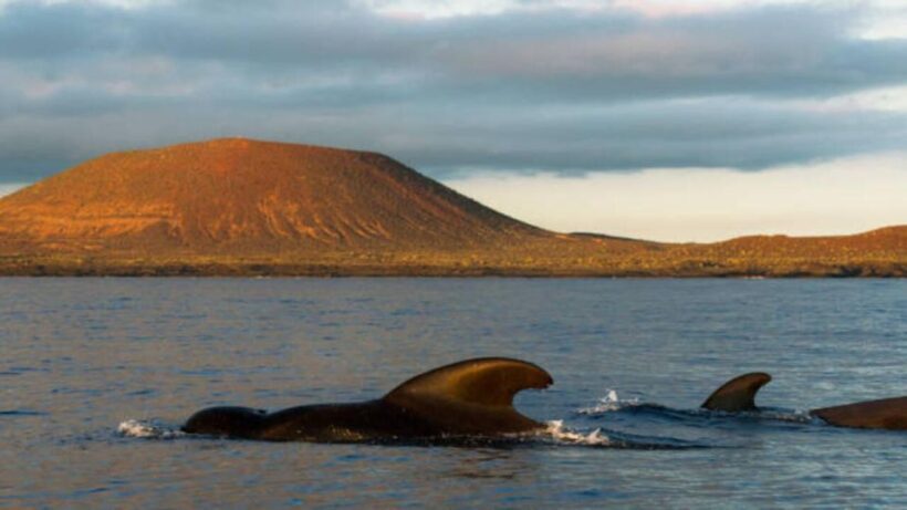 Los Cristianos: Eco Yacht Whale Watching Tour at Sunset - The Value for Money