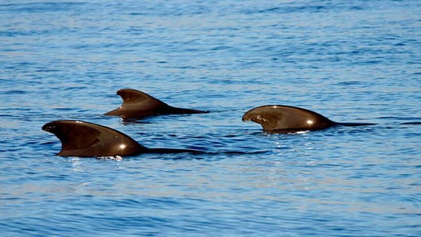 Los Cristianos: Eco Yacht Whale Watching Tour at Sunset - Final Thoughts