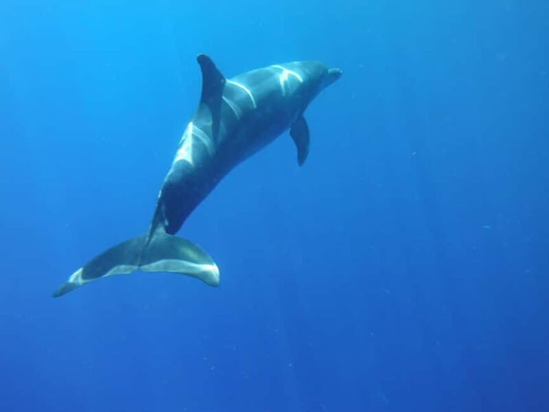 Los Cristianos: Kayak and Snorkel with Turtles and Photos - What to Expect at Each Stop