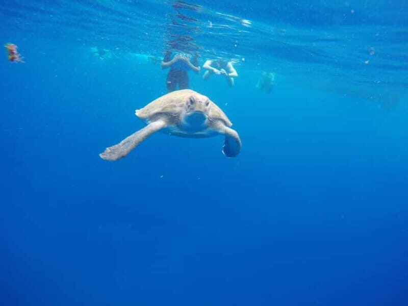 Los Cristianos: Kayak and Snorkel with Turtles and Photos - The Value and Cost Breakdown