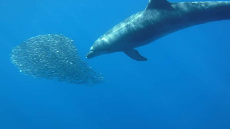 Los Cristianos: Kayak and Snorkel with Turtles and Photos - Final Thoughts: Is It Worth It?