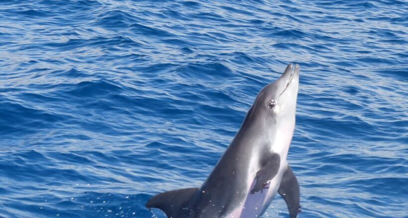 Los Cristianos: Respectful No-Chase Whale and Dolphin Cruise - Overview of the Experience