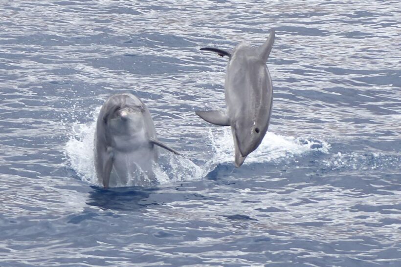 Los Cristianos: Respectful No-Chase Whale and Dolphin Cruise - Analyzing the Price and Value