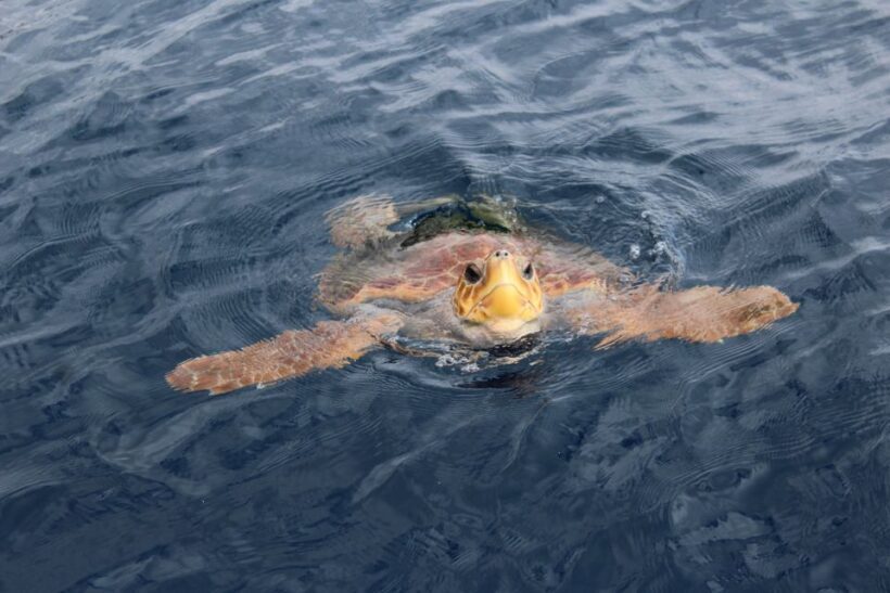 Los Cristianos: Respectful No-Chase Whale and Dolphin Cruise - Detailed Breakdown of the Itinerary