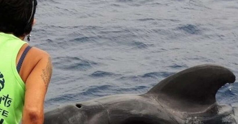 Los Cristianos: Respectful No-Chase Whale and Dolphin Cruise - Authentic Experiences Shared by Travelers