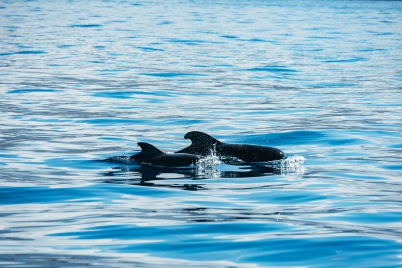 Los Cristianos: Respectful No-Chase Whale and Dolphin Cruise - Who Will Love This Tour?