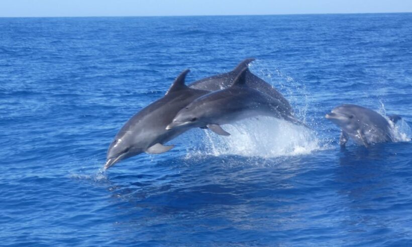 Los Cristianos: Respectful No-Chase Whale and Dolphin Cruise - Practical Tips for Travelers