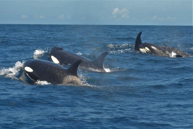 Los Cristianos: Respectful No-Chase Whale and Dolphin Cruise - FAQ About the Tour