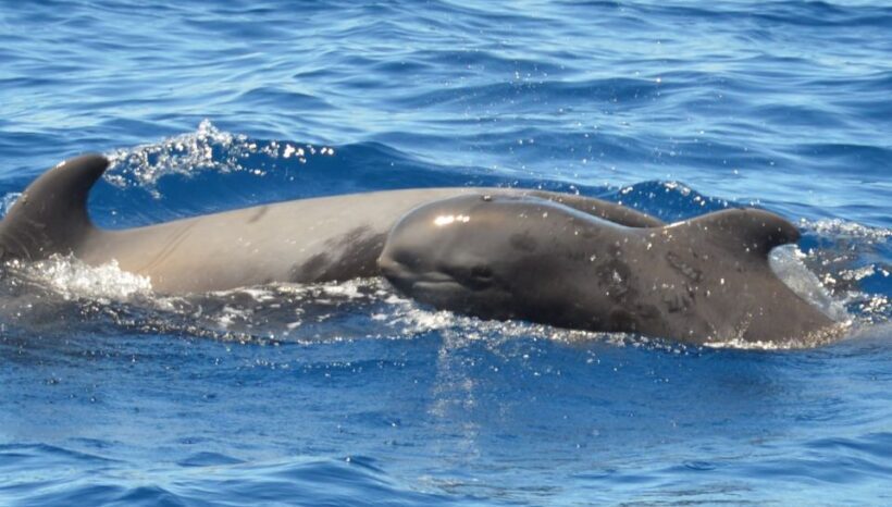 Los Cristianos: Respectful No-Chase Whale and Dolphin Cruise - Final Thoughts