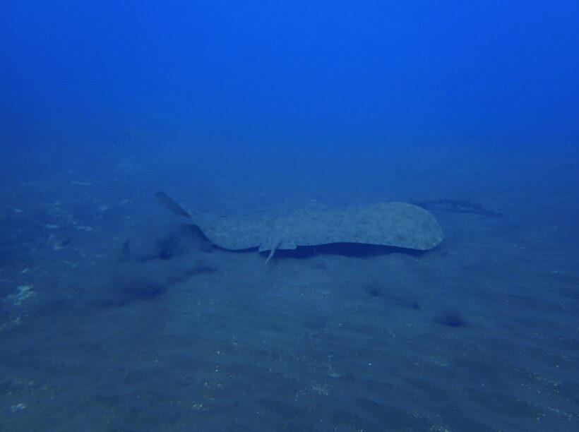 Los Cristianos: Try Dive for beginners - The Experience in Action
