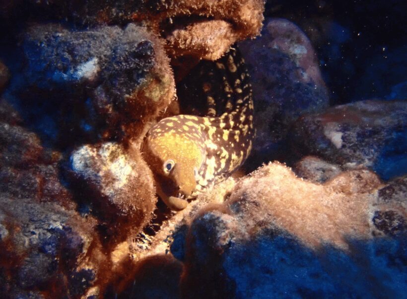 Los Cristianos: Try Dive for beginners - Final Thoughts: Is This the Right Choice for You?