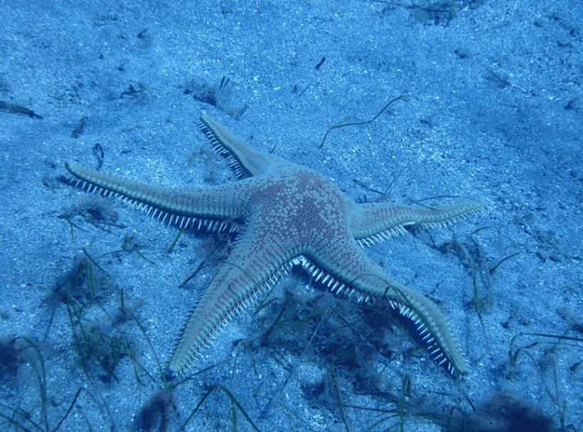 Los Cristianos: Try Dive for beginners - FAQs