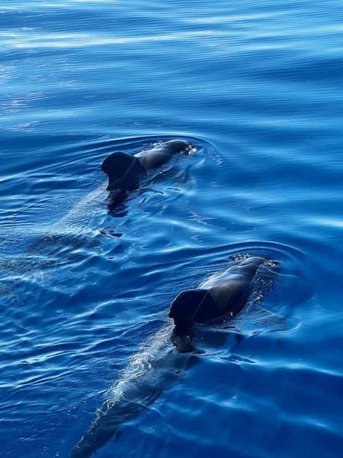 Los Cristianos: Whale Watching Cruise w/Swim Stop & Drinks - What You’ll Love About This Whale Watching Cruise
