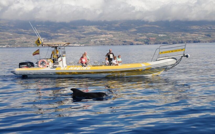 Los Gigantes: Dolphin and Whale Watching Cruise by Speedboat - A Closer Look at What You Can Expect