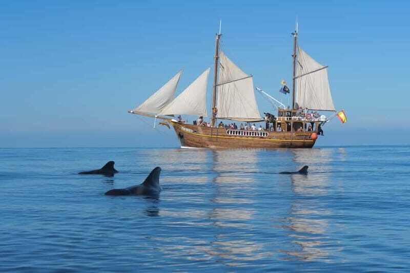 Los Gigantes: Dolphin and Whale Watching Tour with Drinks - Key Points