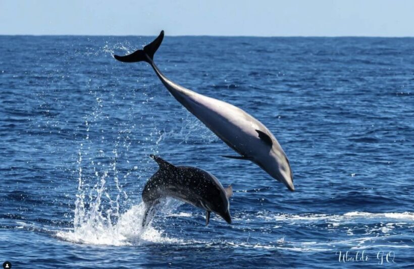Los Gigantes: Dolphin and Whale Watching Tour with Drinks - Authentic Experiences and Real Guest Feedback