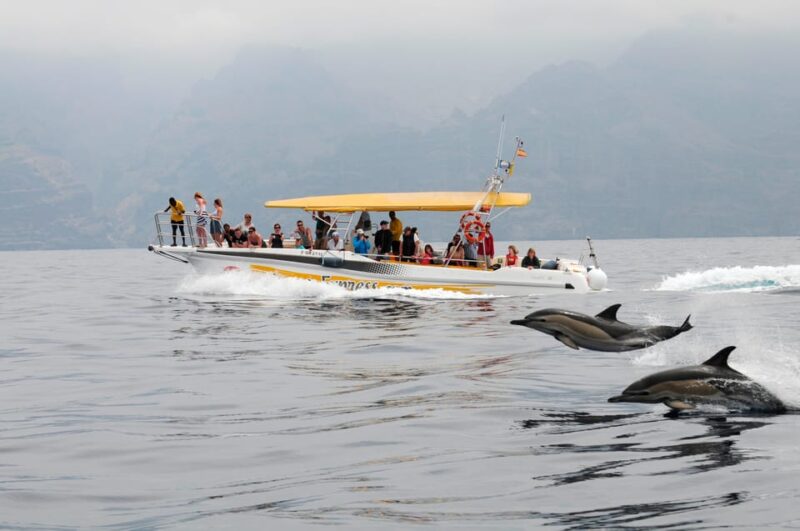 Los Gigantes: Dolphin & Whale Watching Cruise with Swim Stop - Why This Dolphin & Whale Watching Tour Stands Out