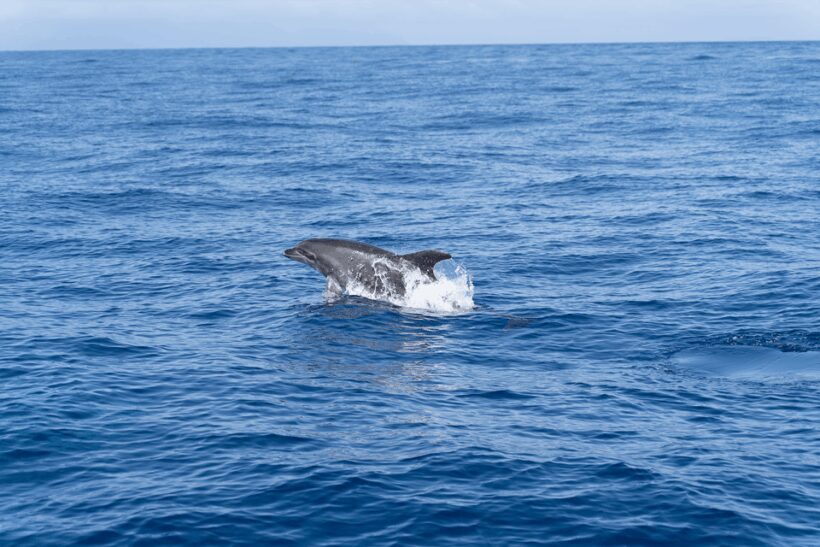 Los Gigantes: Sailing Excursion with Swimming, Drink & Tapas - Key Points