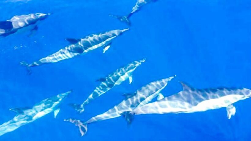 Los Gigantes: Whales and Dolphin Watching Cruise with Lunch - Key Points