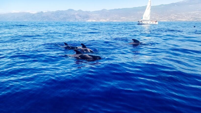 Los Gigantes: Whales and Dolphin Watching Cruise with Lunch - A Closer Look at the Experience