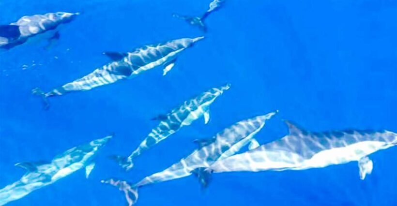 Los Gigantes: Whales and Dolphin Watching Cruise with Lunch - The Sum Up