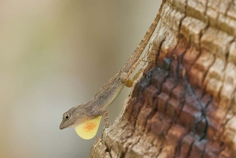 Los Haitises All One: Kayaking, Hiking, Boat, and Swimming - Who Is This Tour Best For?